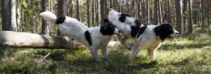 Landseer : caractère, éducation, prix et soins préconisés