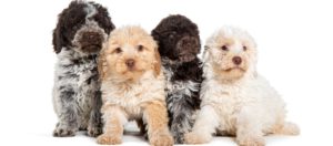 Chien d'eau romagnol : prix, caractère, alimentation et soins