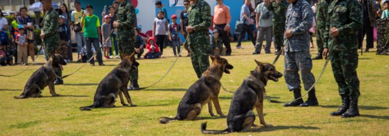 Chien d'assistance : le guide complet - Conseils-animaux.fr