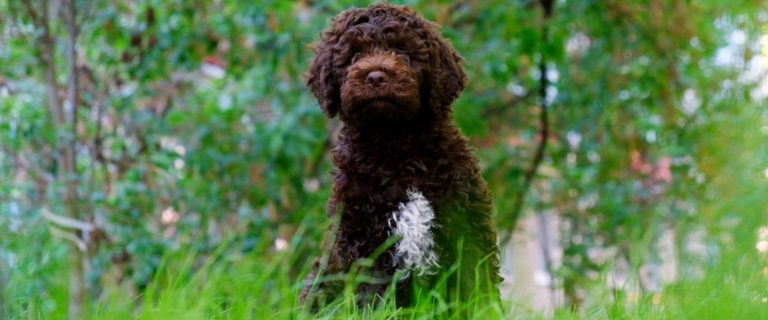 Chien d'eau romagnol : prix, caractère, alimentation et soins