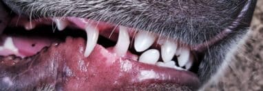 Dentition du chien : le guide complet - Conseils-animaux.fr