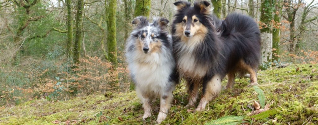 21 plus belles races de chien tricolore - Conseils-animaux.fr
