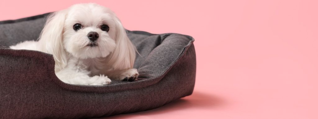 Bichon bolonais : caractéristiques, éducation et soins préconisés