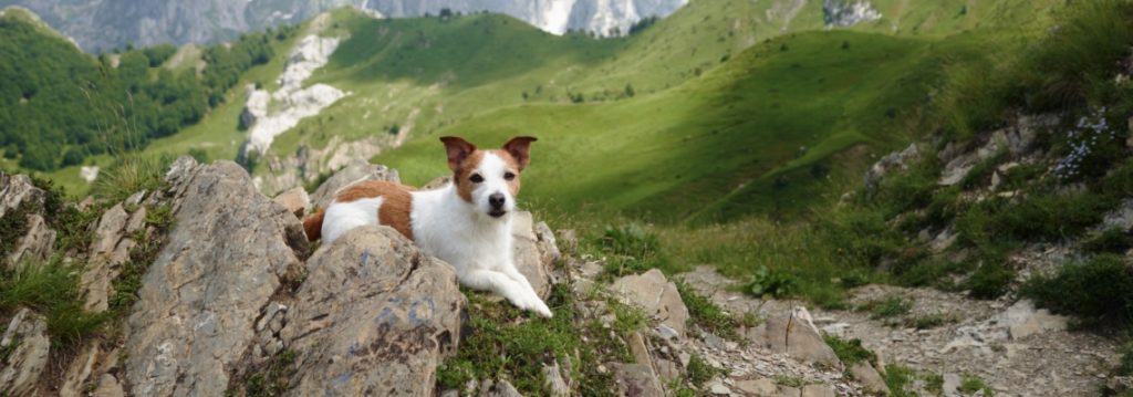 Liste complète des races de chien de terrier - Conseils-animaux.fr