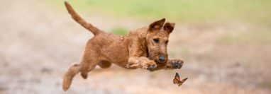 Liste complète des races de chien de terrier - Conseils-animaux.fr