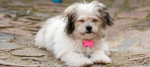 Bichon bolonais : caractéristiques, éducation et soins préconisés