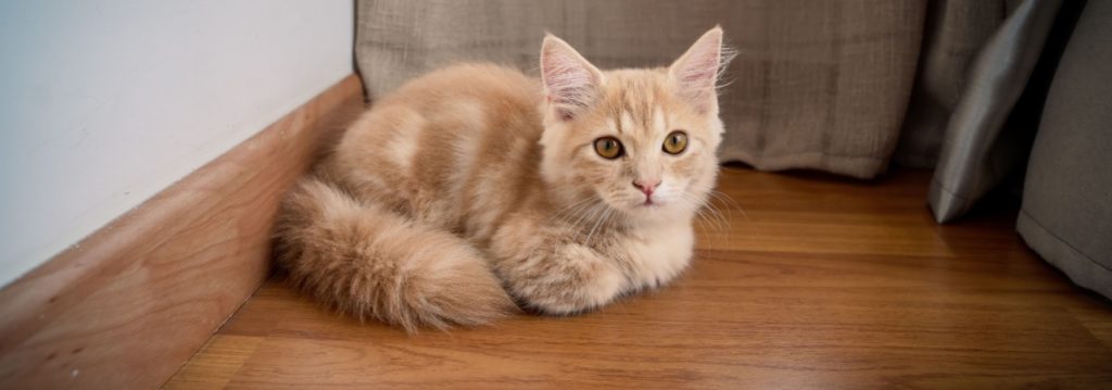 Les races de chat roux - Conseils-animaux.fr