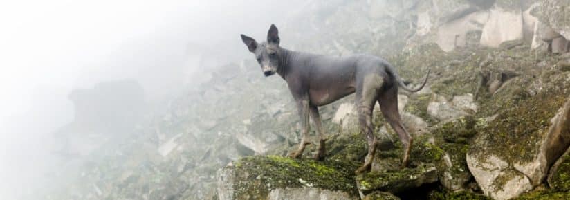Chien nu du Pérou: caractéristiques, éducation et soins