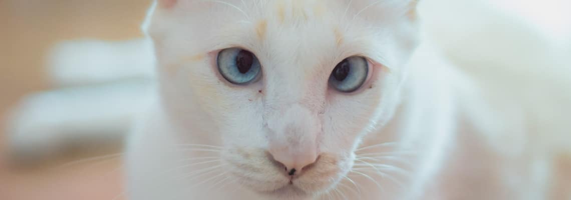 Chat trisomique : signes et symptômes - Conseils-animaux.fr