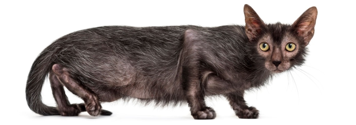 Lykoï : caractère, éducation, prix et soins - Conseils-animaux.fr