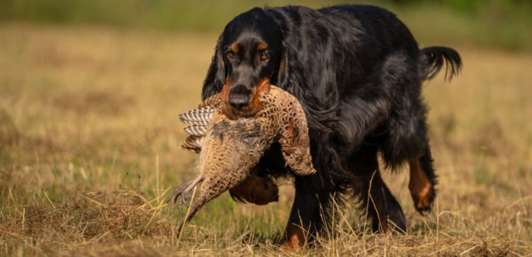 Setter Gordon : caractère, éducation, santé et alimentation