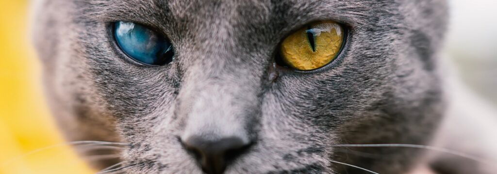 Cataracte du chat : causes, symptômes et traitements