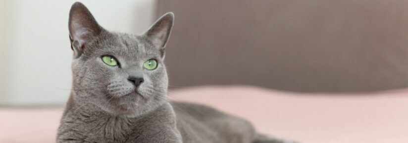 4 chats gris aux yeux verts - Conseils-animaux.fr