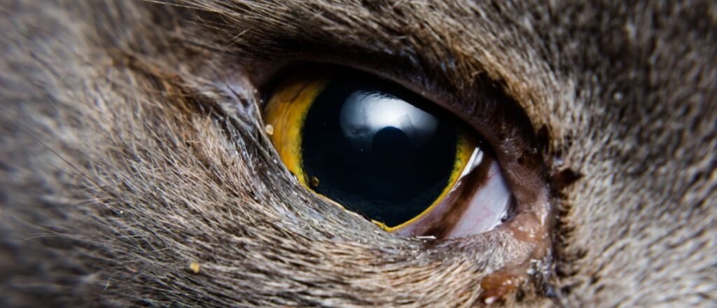 Yeux de chat : les secrets de leur vision unique