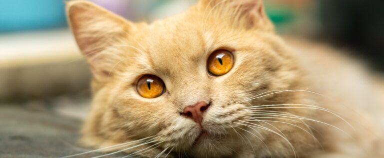 Yeux de chat : les secrets de leur vision unique