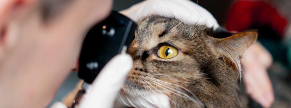 Yeux de chat : les secrets de leur vision unique