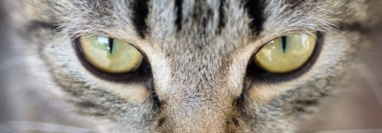 Yeux de chat : les secrets de leur vision unique