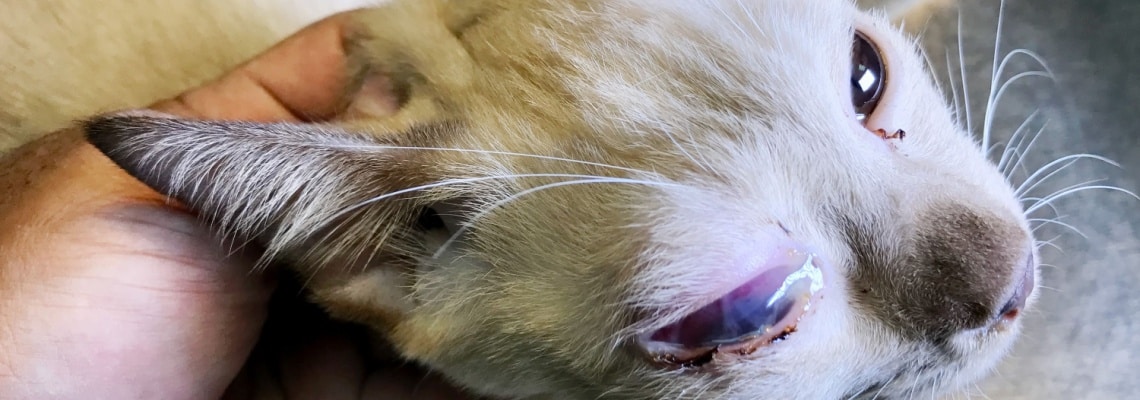 L'uvéite du chat : symptômes, causes, traitements et prévention