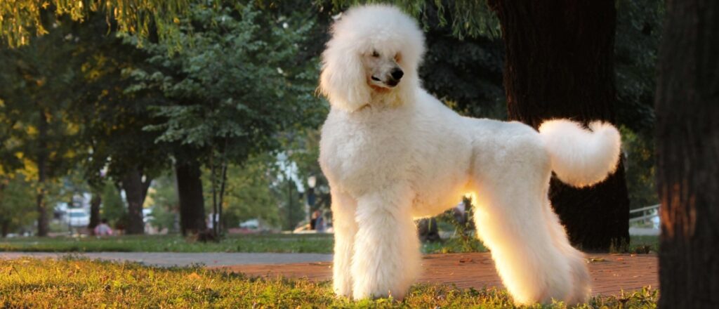 Caniche royal : prix, caractère, éducation, santé et soins