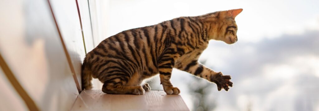 Toyger : prix, caractère, éducation, alimentation, santé et soins