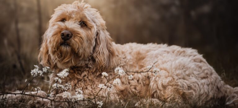 Cockapoo : prix, caractère, éducation, alimentation et soins