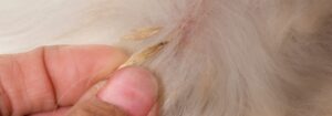 Épillets chez le chien : symptômes, opération et prévention