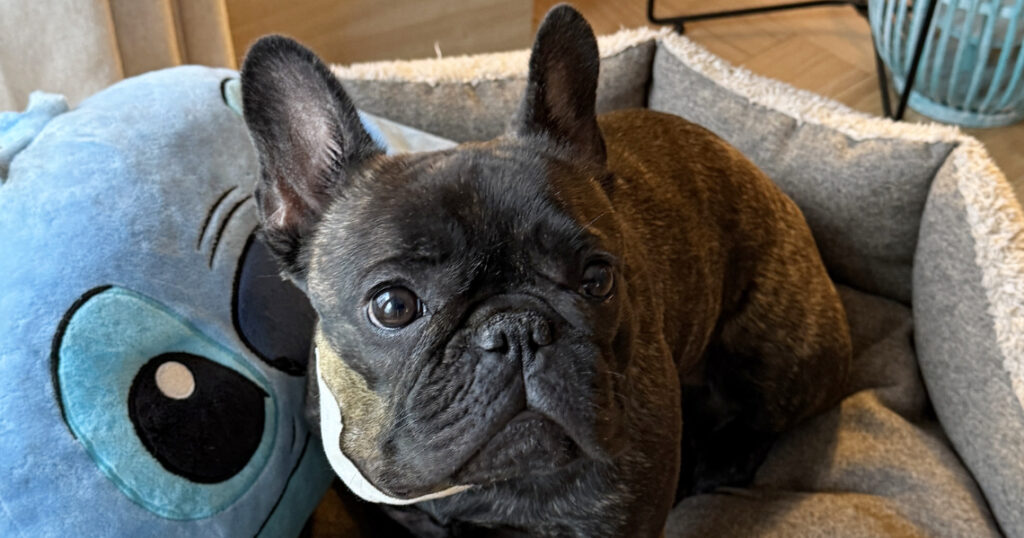 Épillets chez le chien : symptômes, opération et prévention
