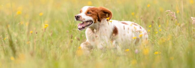 Chien truffier : races, caractéristiques, dressage et entretien ...