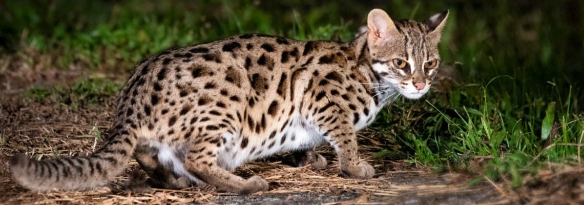 5 chats qui ressemblent vraiment à un léopard - Conseils-animaux.fr