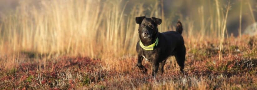 Liste complète des races de chien de terrier - Conseils-animaux.fr