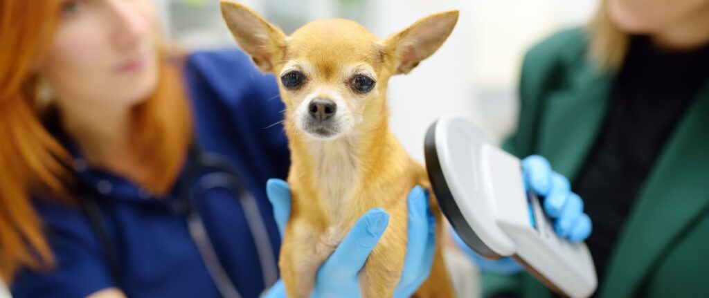 Puce éléctronique d'un chien : prix, obligations et avis 2026 ...